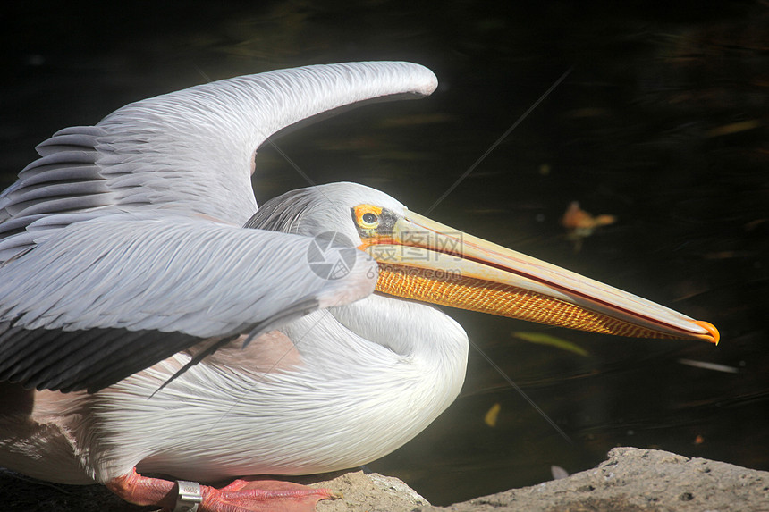 Pelikan 平方形钓鱼孤独鸟类眼睛野生动物动物园海洋海岸线脖子旅行高清图片下载-正版图片322133496-摄图网