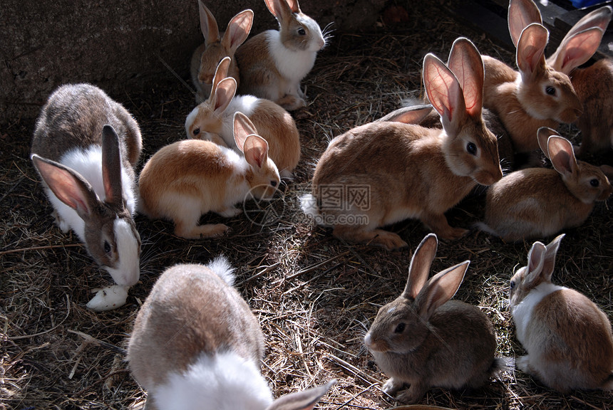 兔子国家农场生活毛皮耳朵农村动物高清图片下载-正版图片322142537-摄图网