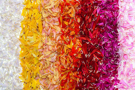 在多色花瓣的心里面手工植物气味树叶花束玫瑰植物群高清图片下载-正版图片322185386-摄图网