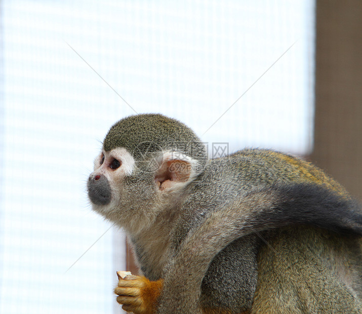 松猴野生动物尾巴鼻子哺乳动物高清图片下载-正版图片322222438-摄图网