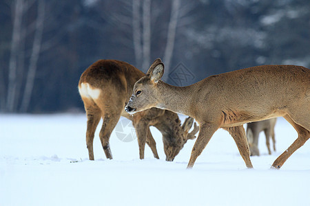 森林中的小鼠鹿高清图片下载-正版图片321650653-摄图网