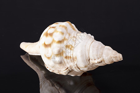 海螺logo图片_海螺logo素材_海螺logo高清图片_摄图网图片下载_第79页