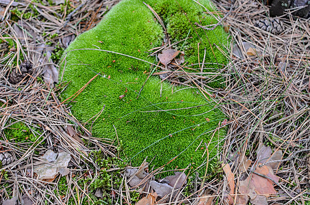 Mos图片_Mos素材_Mos高清图片_摄图网图片下载