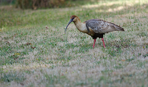 Ibis图片_Ibis素材_Ibis高清图片_摄图网图片下载