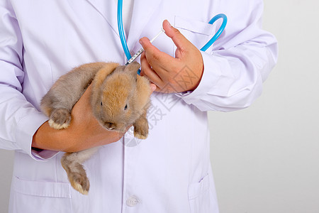 靠近注射环状针的白灰兔子复制空间兽医实验概念高清图片下载-正版图片506639973-摄图网