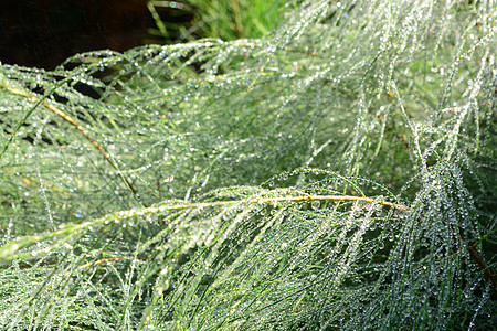 dew图片_dew素材_dew高清图片_摄图网图片下载