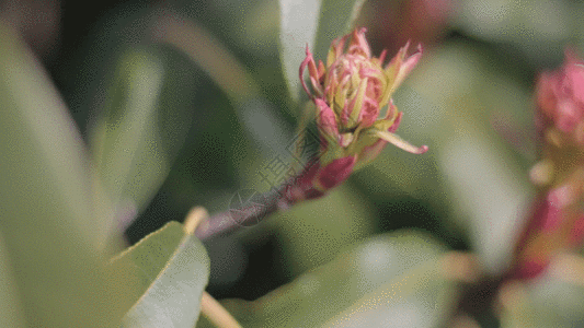 花儿开放GIF动图图片-正版gif素材401075303-摄图网