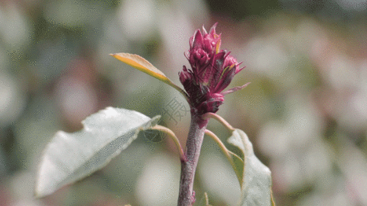 花儿GIF动图图片-正版gif素材401476092-摄图网