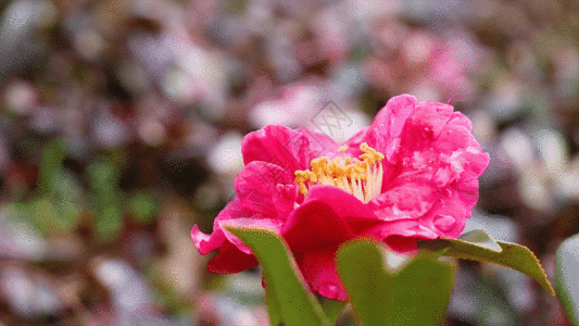 山茶花盛开GIF动图图片-正版gif素材401079300-摄图网