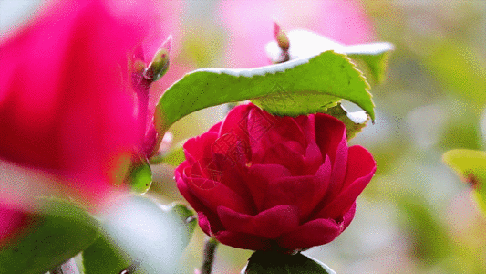 绣球花GIF动图图片-正版gif素材401456444-摄图网