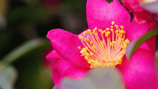 花儿GIF动图图片-正版gif素材401476092-摄图网