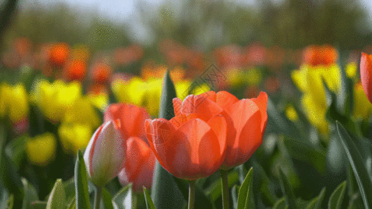 花朵开放素材动图-花朵开放素材gif图片-花朵开放素材动图图片下载-摄图网