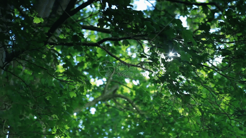 树木GIF动图图片-正版gif素材401148563-摄图网