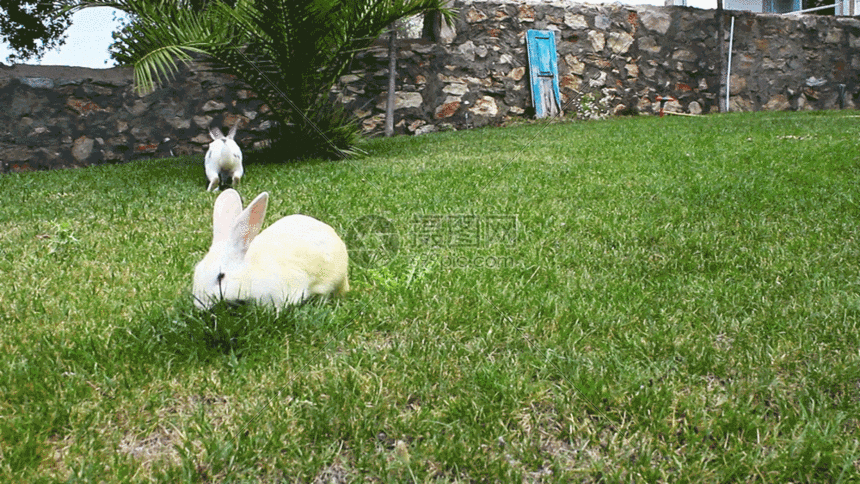 兔子吃草表情包-千图网