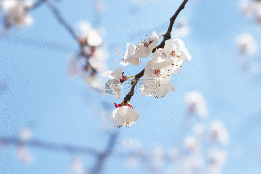 春天的花gif动图动图图片-正版gif素材401181130-摄图网