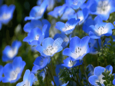 花儿GIF动图图片-正版gif素材401476092-摄图网