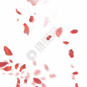 飘落的花瓣gif动图图片-正版gif素材401401981-摄图网