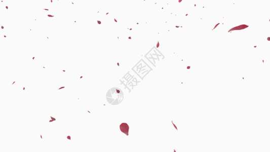 花朵花瓣飘落gif动图图片-正版gif素材401406404-摄图网