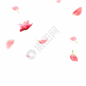 花瓣飘落gif动图图片-正版gif素材401392339-摄图网