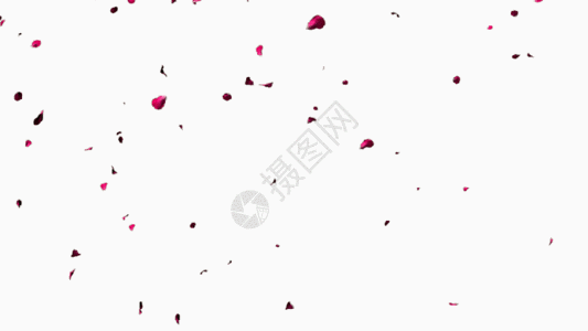 花瓣飘落GIF动图图片-正版gif素材401406146-摄图网