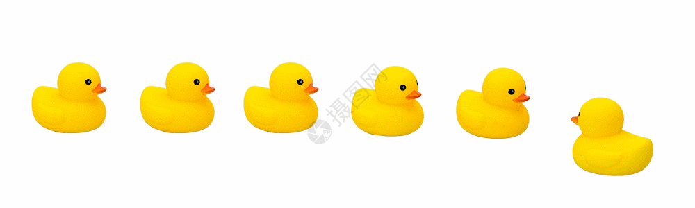 鸭子图片_鸭子素材_鸭子高清图片_摄图网图片下载