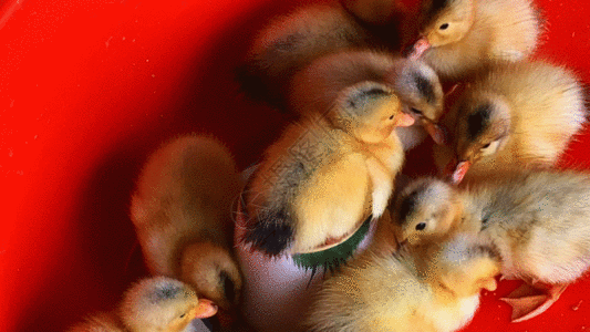 实拍孵化小鸭子GIF动图图片-正版gif素材401437449-摄图网