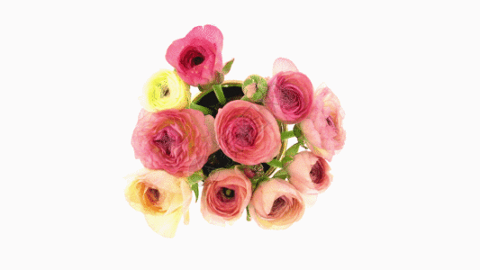 开花gif图片-开花动态图-开花gif格式下载-摄图网