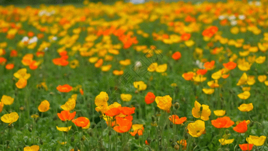 花园GIF动图图片-正版gif素材401452028-摄图网