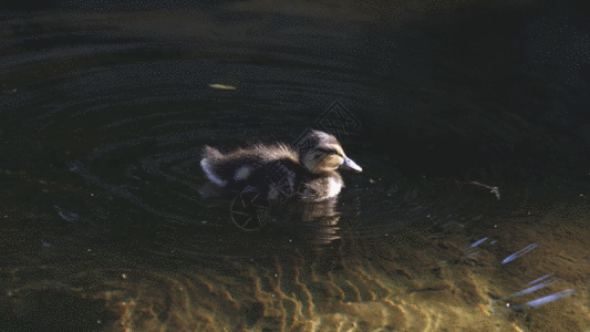 水鸭子图片_水鸭子素材_水鸭子高清图片_摄图网图片下载