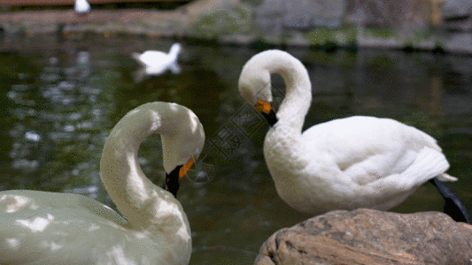 小天鹅动图-小天鹅gif图片-小天鹅动图图片下载-摄图网