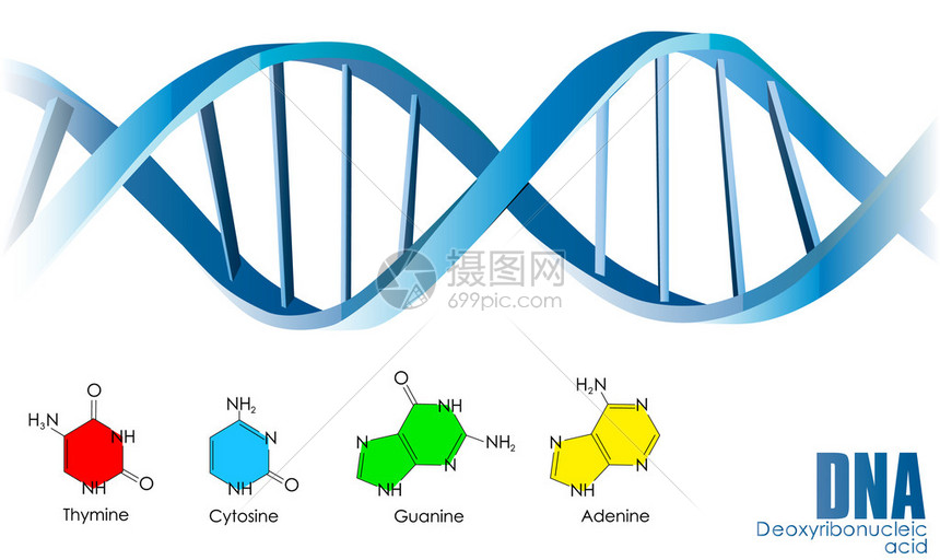 DNA矢量插画图片下载-正版图片402225147-摄图网