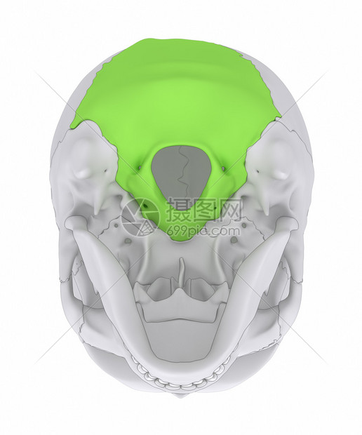 人体头骨解剖学插画图片下载-正版图片402304610-摄图网