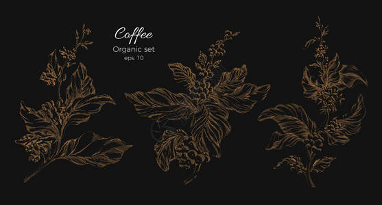 咖啡树图片_咖啡树素材_咖啡树高清图片_摄图网图片下载