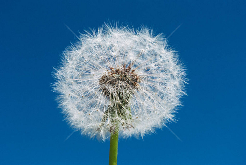 Dandelion抽象背景蓝天近距离的dandelion插画图片下载-正版图片402347209-摄图网