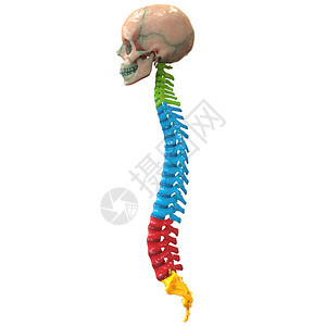 人类骨骼系统解剖学的Vertebral列LumbbarVe插画图片下载-正版图片402392622-摄图网