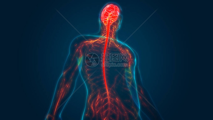 人类神经系统脑解剖插画图片下载-正版图片402387078-摄图网