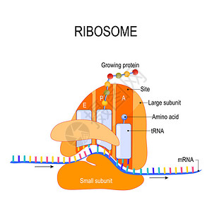rrna图片_rrna素材_rrna高清图片_摄图网图片下载