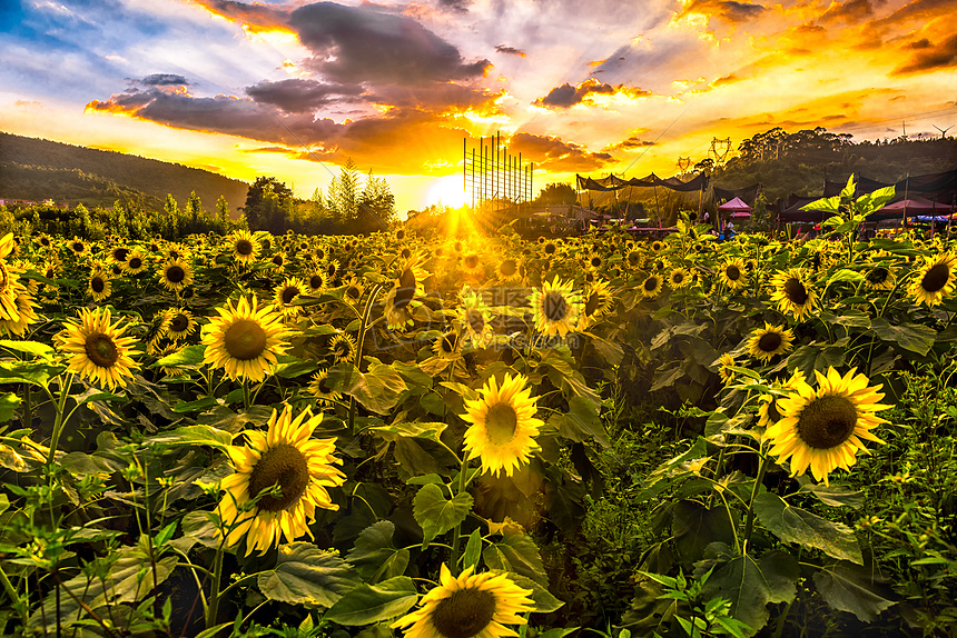 迎接太阳的向日葵高清图片下载-正版图片500361958-摄图网