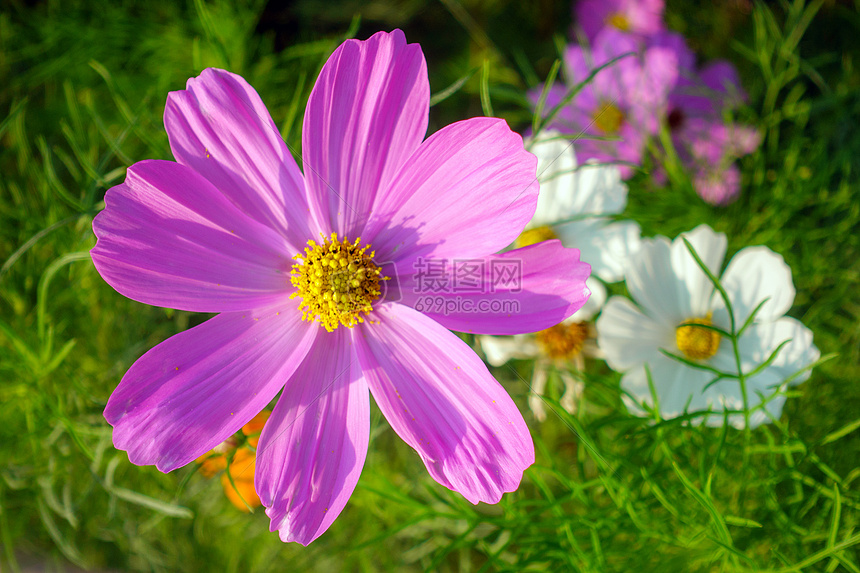 花朵高清图片下载-正版图片500534579-摄图网