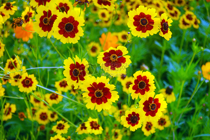 自然风景花朵高清图片下载-正版图片500534581-摄图网