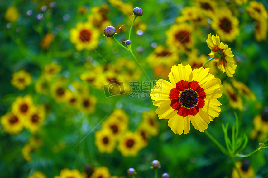 自然风景花朵高清图片下载-正版图片500534582-摄图网