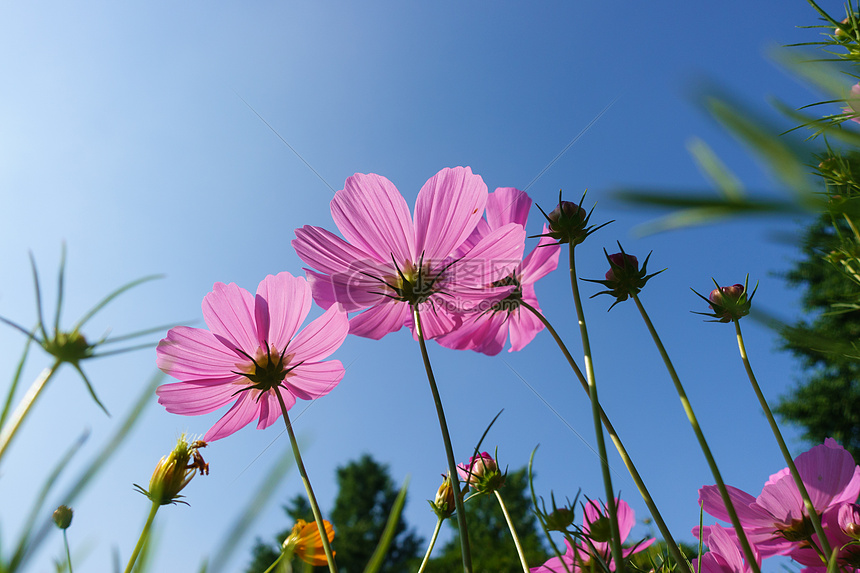 自然风景花朵天空背影素材 高清图片下载-正版图片500534600-摄图网