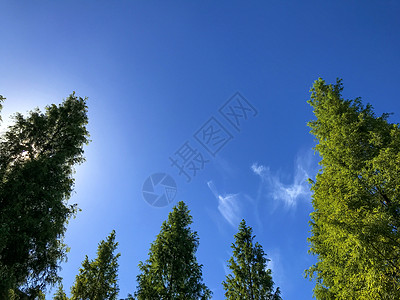 仰视树图片_仰视树素材_仰视树高清图片_摄图网图片下载