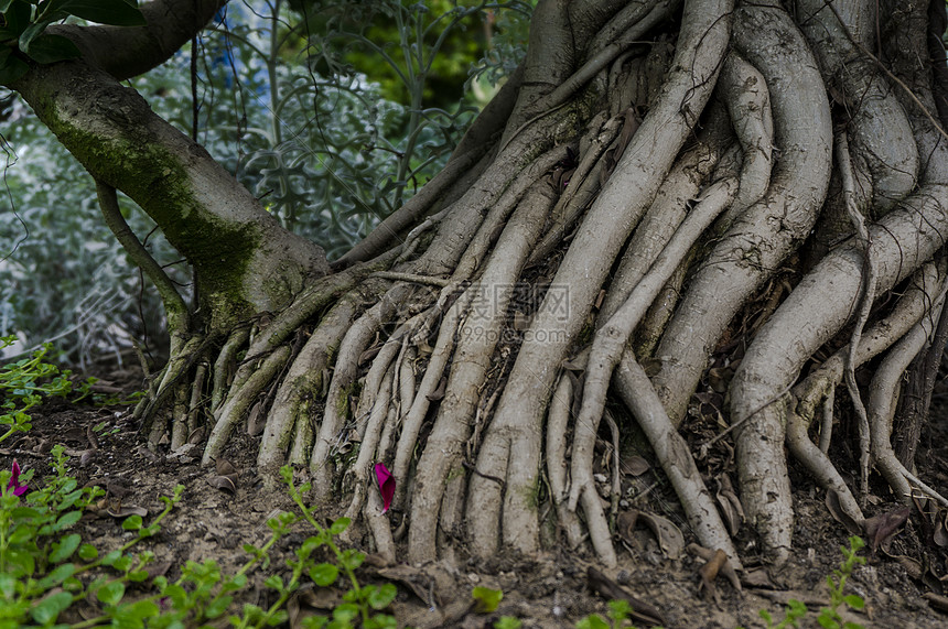 树根高清图片下载-正版图片500681506-摄图网