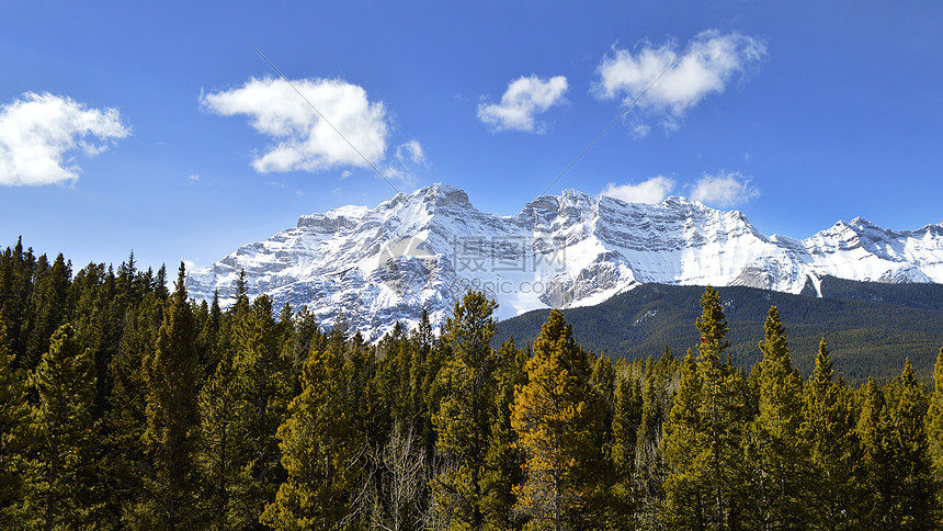 加拿大班夫国家公园松树森林高清图片下载-正版图片500694885-摄图网
