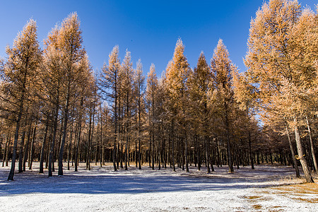 秋天的针叶林高清图片下载-正版图片500735307-摄图网