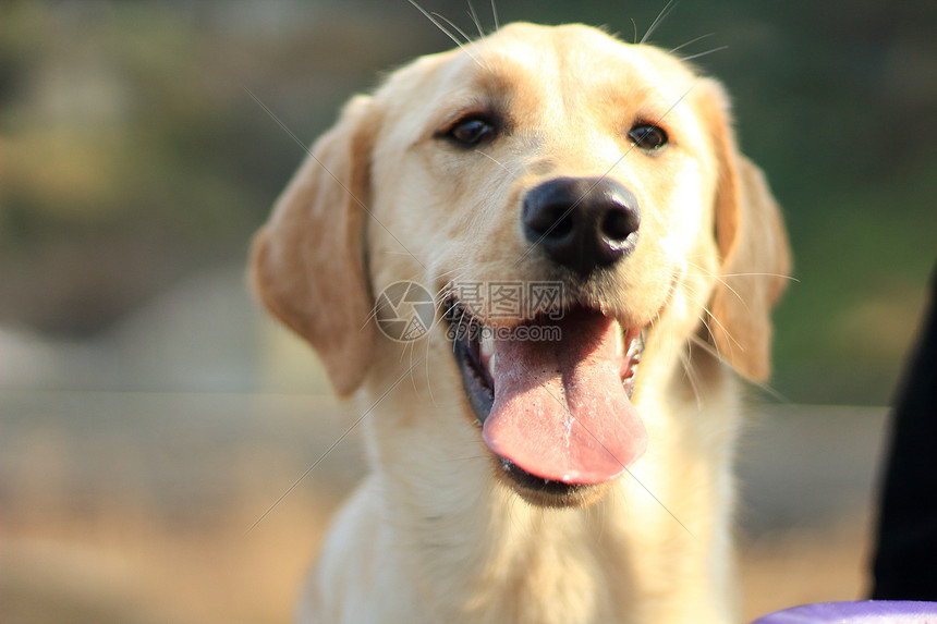 拉布拉多高清图片下载-正版图片500743168-摄图网