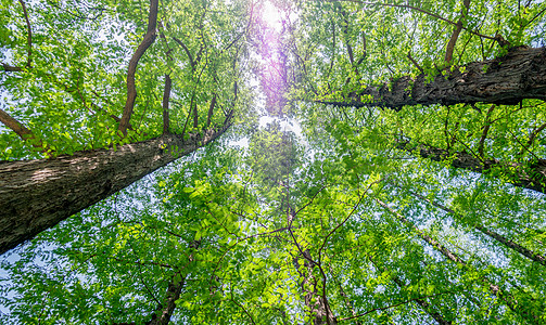 森林仰视图片_森林仰视素材_森林仰视高清图片_摄图网图片下载