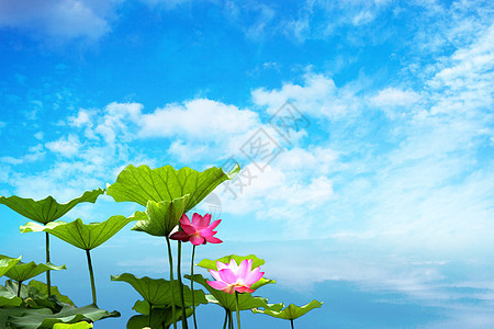 蓝天下的荷花图片素材-正版创意图片500984728-摄图网