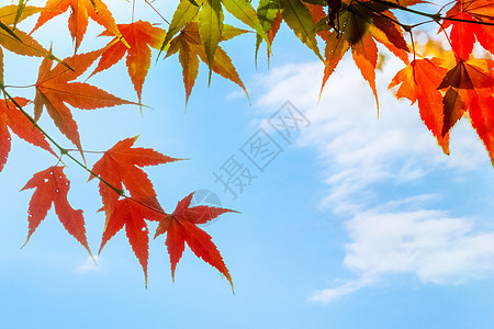 大山红叶banner海报背景图片素材-正版创意图片500354892-摄图网